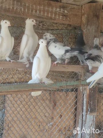 Продажа узбекских голубей