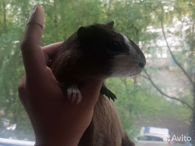 Морские свинки