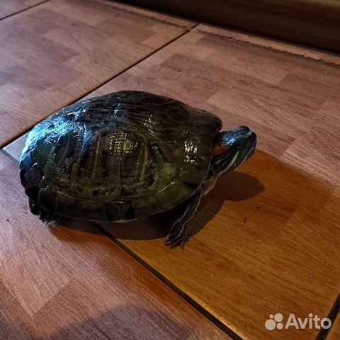 Красноухая черепаха бесплатно