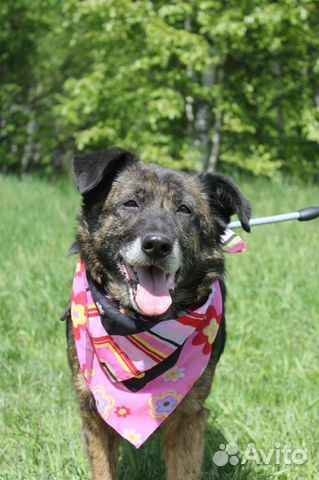 Добрая собака ищет дом