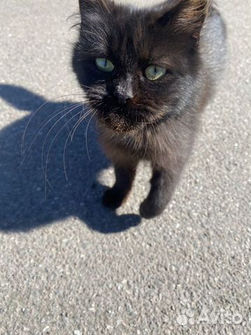 Кошечка в добрые руки