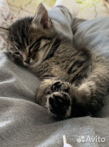 Котенок мальчик