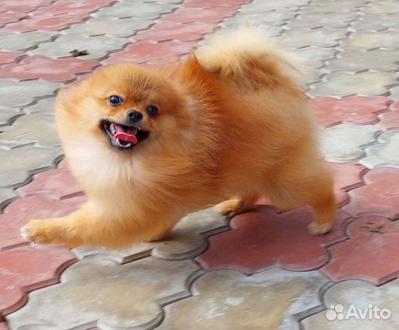 Апельсинчик