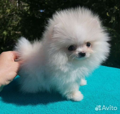 Микро девочка шпиц