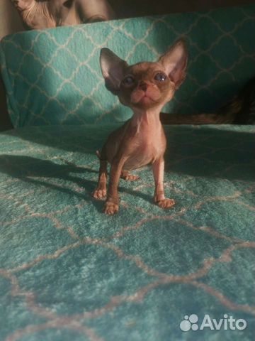 Канадский сфинкс бесплатно