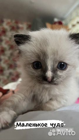 Котёнок