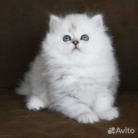 Кошки