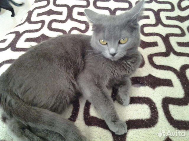 Кошки в добрые руки бесплатно