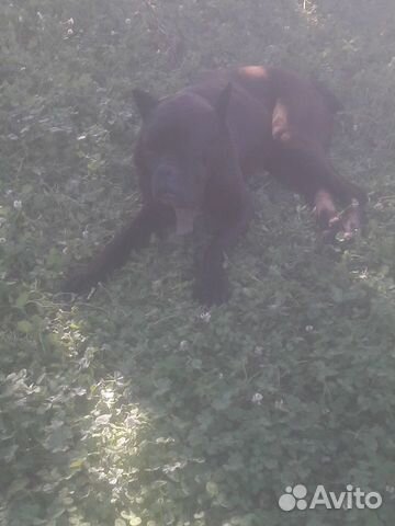 Мастиф кане-корсо