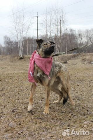Тедди с грустными глазами