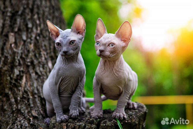 Канадские сфинксы