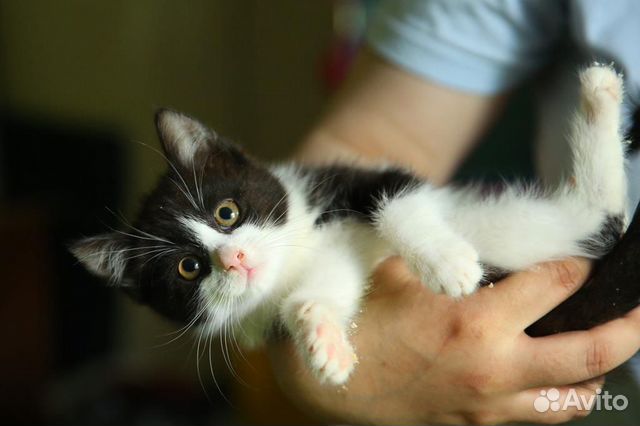 Котенок