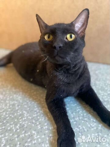 Шикарный Барс