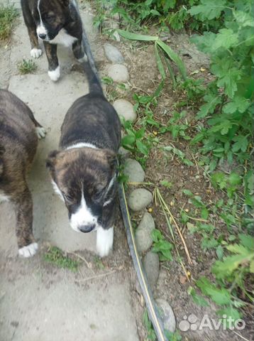 Щенки Алабая