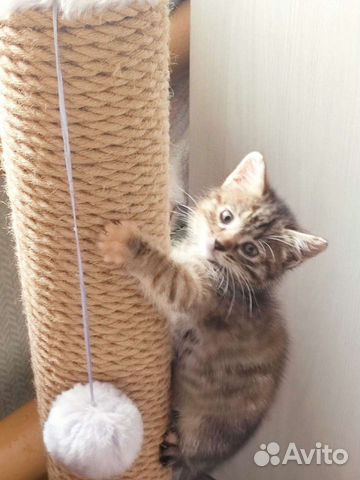 Котенок
