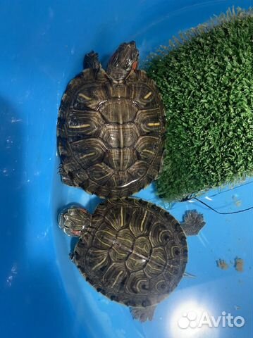 Черепаха