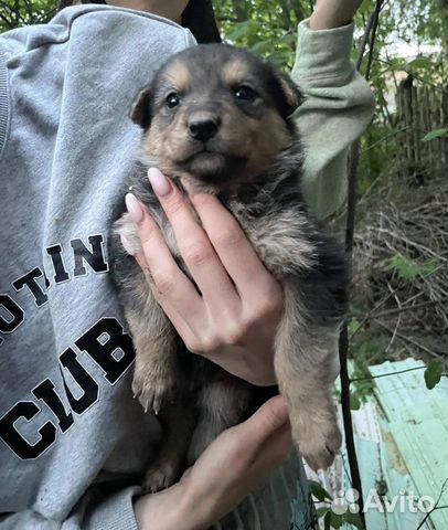 Щенки в добрые руки