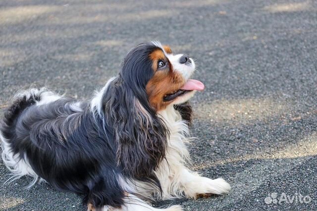 Гринч-похититель сердец жених для вязки
