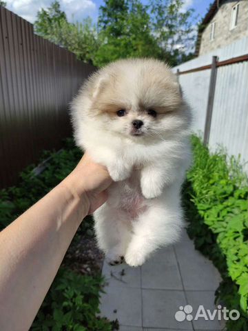 Померанский шпиц медвежьего типа