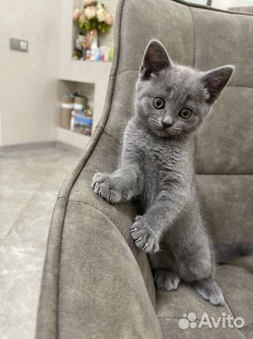 Шотландские прямоухие котята