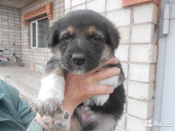 Охрана двора