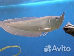 В наличии дракон рыба арована