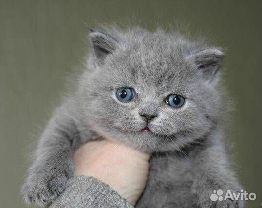 Голубые британские котята