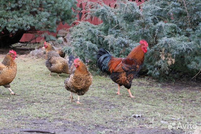 Кучинская Юбилейная