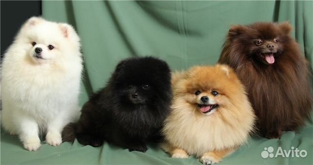 Шпицы редких окрасов