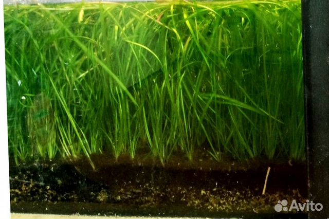 Водоросли для аквариума