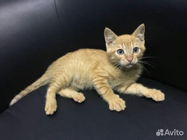 Котенок-красавчикРыжик,полуабиссинец,2,5 мес,в дар