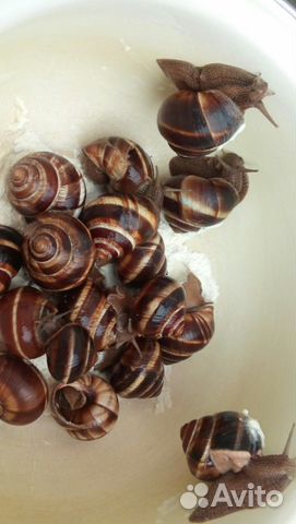 Улитки виноградные