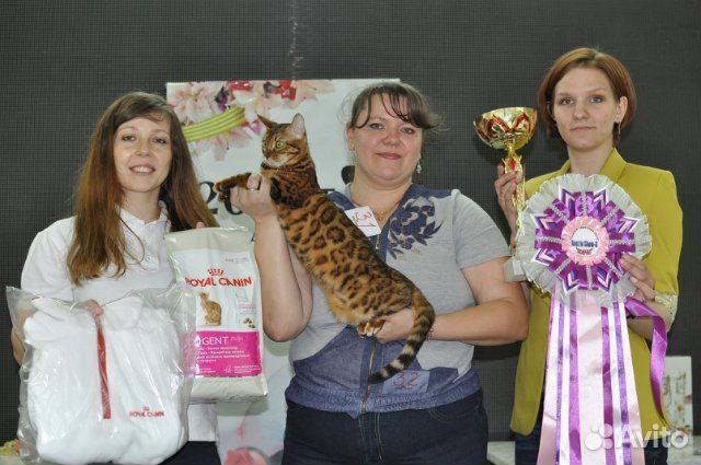 Бенгальские котята от победителей выставки