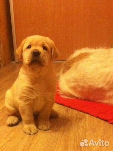 Мордатые толстолапые тостопопые