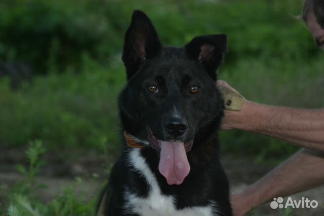 Молодой Пес Миша в поисках своей семьи"