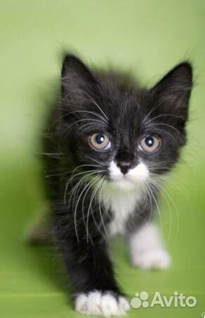 Плюшевые, черно-белые котятки-детки в добрые руки