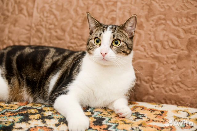 Котик 10 месяцев-супер ласковый добряк