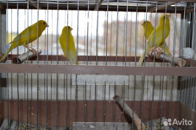 Продам кенаров и канареек