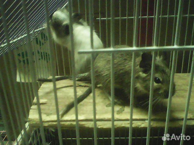 Суперские Дегусята цветные оптом и в розницу