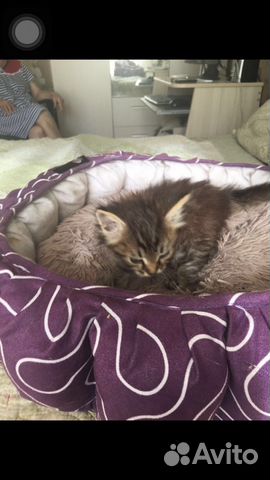 Котенок найденыш