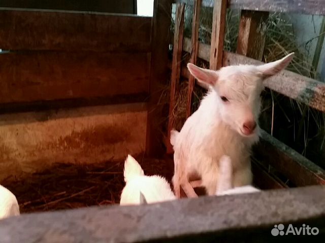 Зааненские козлята безрогие