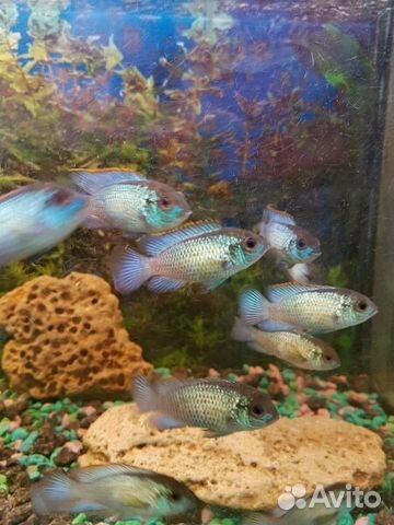 Акара неоновая