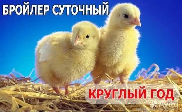 Цыплята бройлера. Чешская Республика. Весь Крым