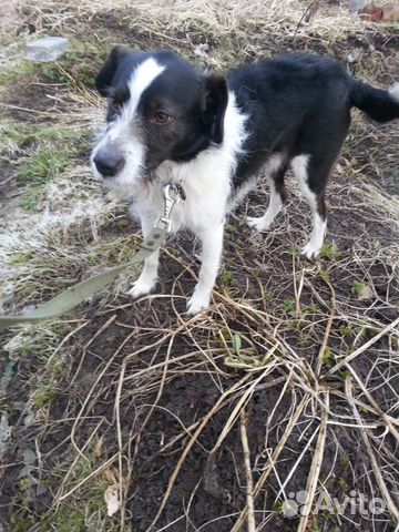 Молодой кобелек в добрые руки