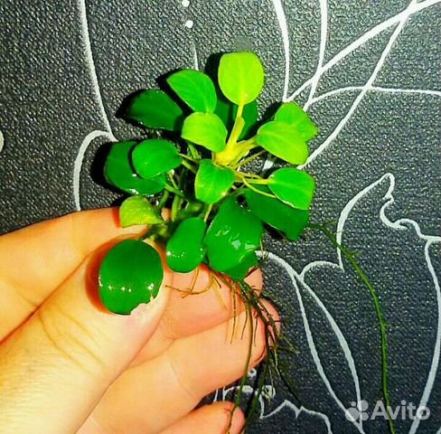 Растения в аквариум