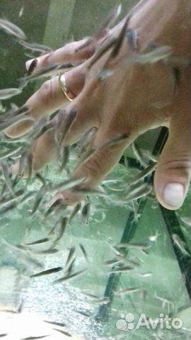 Гарра руфа разводная