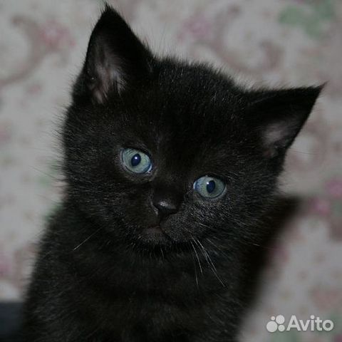 Мейнкунчики - метисы