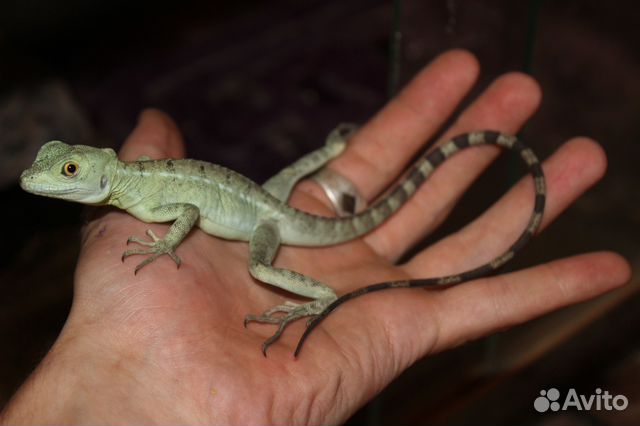 Василиск Шлемоноссный подростки и молодь