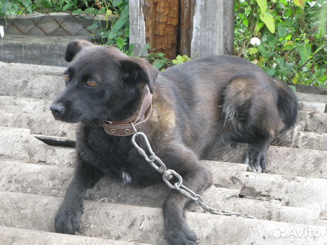 Cобака
