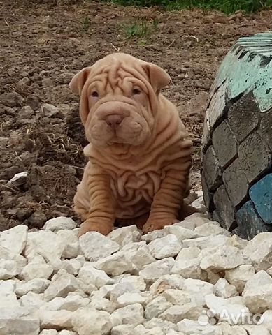 Девочки и мальчик)